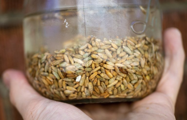 How To Make Sprouted Grains - A Guide. | Matthew James Duffy